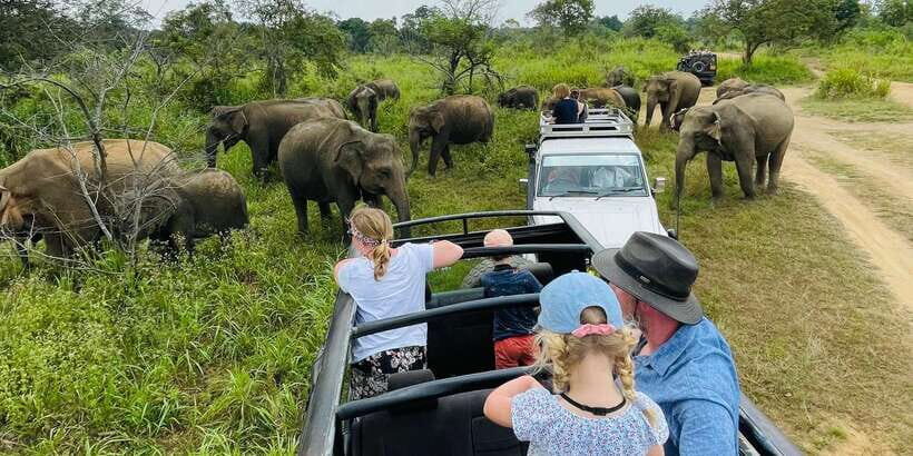Minneriya National Park 4x4 jeep Safari Include Entrance Fee - An Overview of the Safari Experience