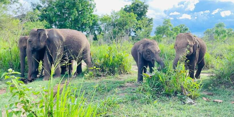 Minneriya National Park 4x4 jeep Safari Include Entrance Fee - Authentic Experiences from Travelers