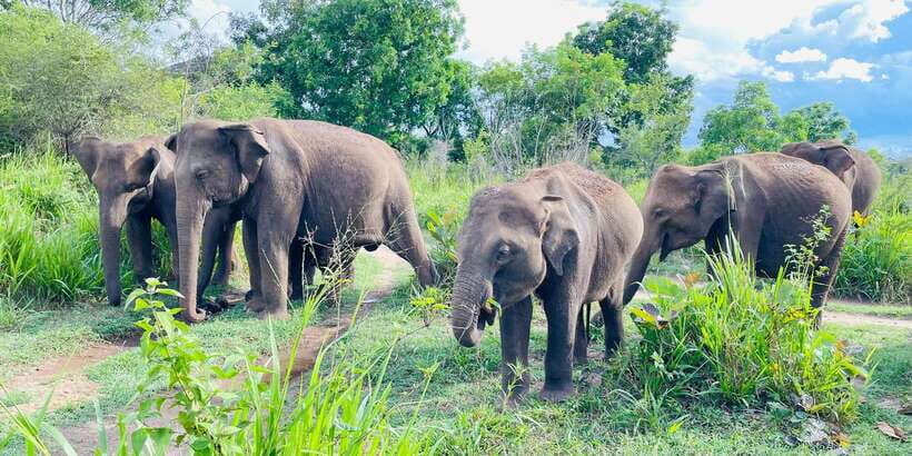 Minneriya National Park 4x4 jeep Safari Include Entrance Fee - Who Will Love This Tour?