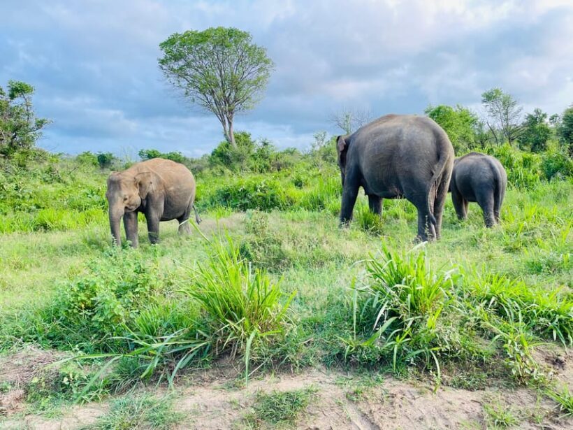Minneriya National Park 4x4 jeep Safari Include Entrance Fee - The Sum Up
