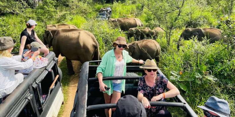 Minneriya National Park 4x4 jeep Safari Include Entrance Fee - What’s Included and What to Consider