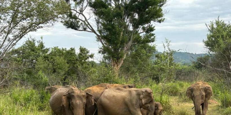 Minneriya National Park 4x4 jeep Safari Include Entrance Fee - Practical Tips for Booking and Enjoying
