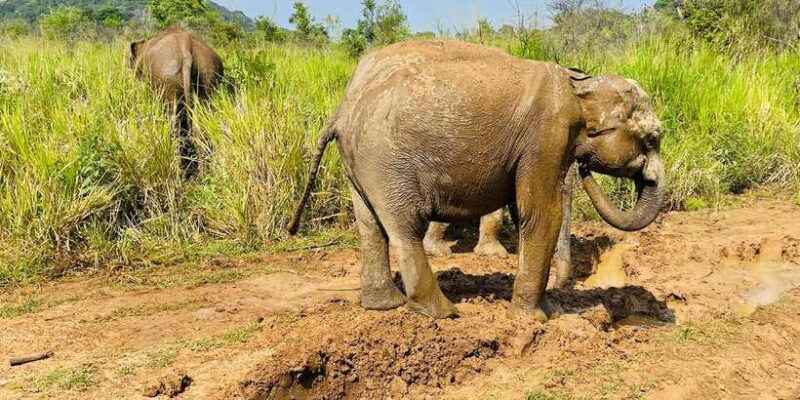 Minneriya National Park 4x4 jeep Safari Include Entrance Fee - Who Is This Tour Best For?
