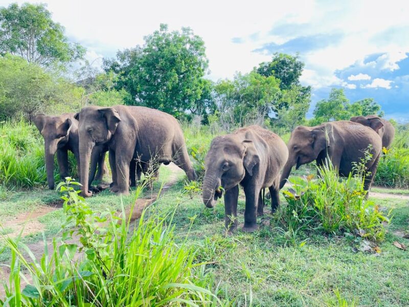 Minneriya National Park 4x4 jeep Safari Include Entrance Fee - The Sum Up