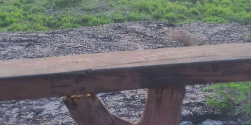 Minneriya national park elephant safari by 4×4 jeep - Key Points