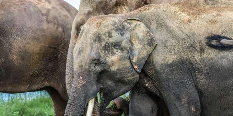 Minneriya national park elephant safari by 4×4 jeep - Authentic Wildlife Encounters and Expert Guidance