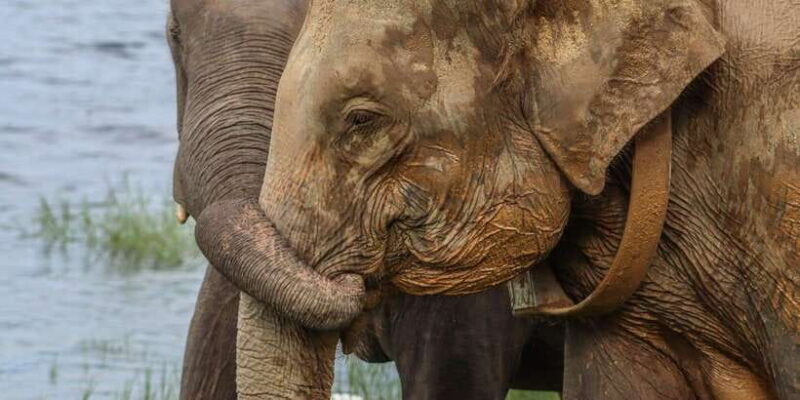 Minneriya national park elephant safari by 4×4 jeep - Practical Considerations: Value and Logistics