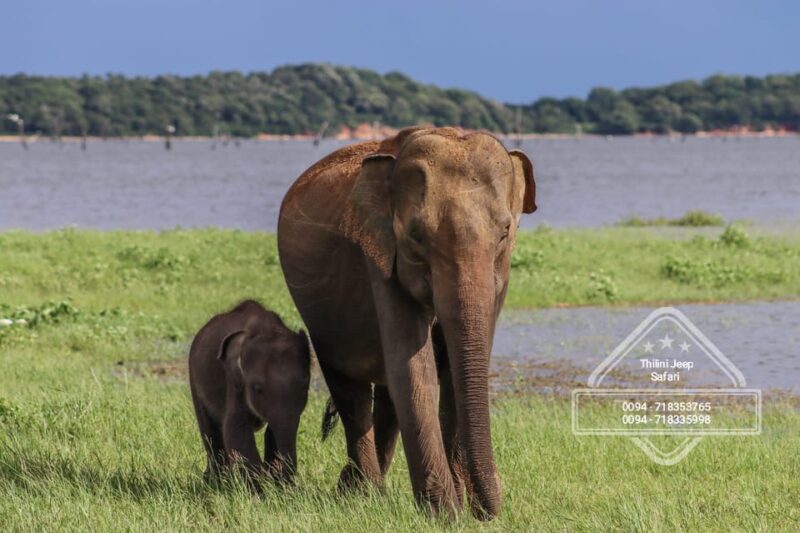 Minneriya national park elephant safari by 4×4 jeep - Who Will Love This Safari?