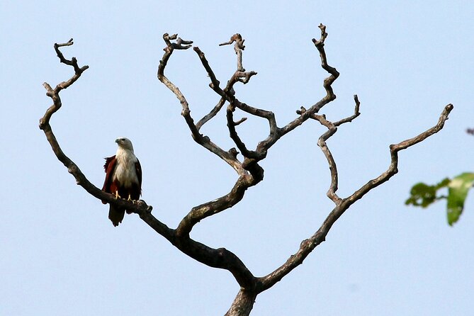 Minneriya National Park Elephant Safari - Authenticity and Value