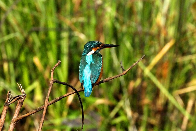 Minneriya National Park Elephant Safari - Who Is This Tour Best For?