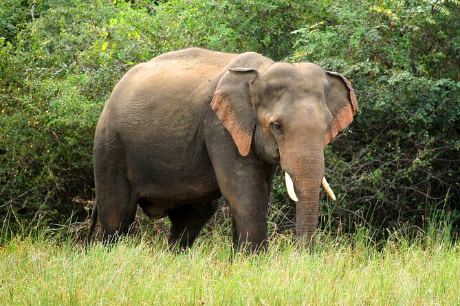 Minneriya National Park Elephant Safari - FAQs