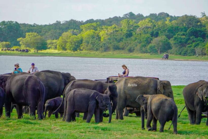 Minneriya: National Park Elephant Safari with Hotel Pickup - Key Points