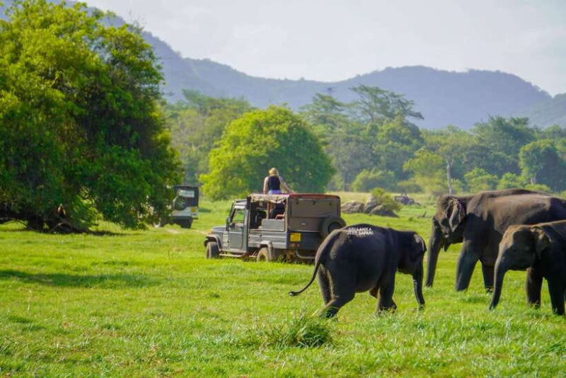Minneriya: National Park Elephant Safari with Hotel Pickup - The Experience from Past Travelers