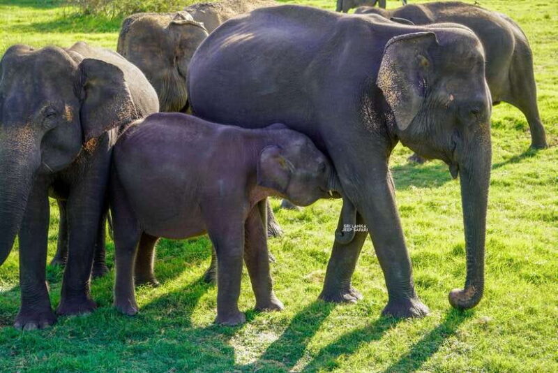 Minneriya: National Park Elephant Safari with Hotel Pickup - The Sum Up: Is It Worth It?