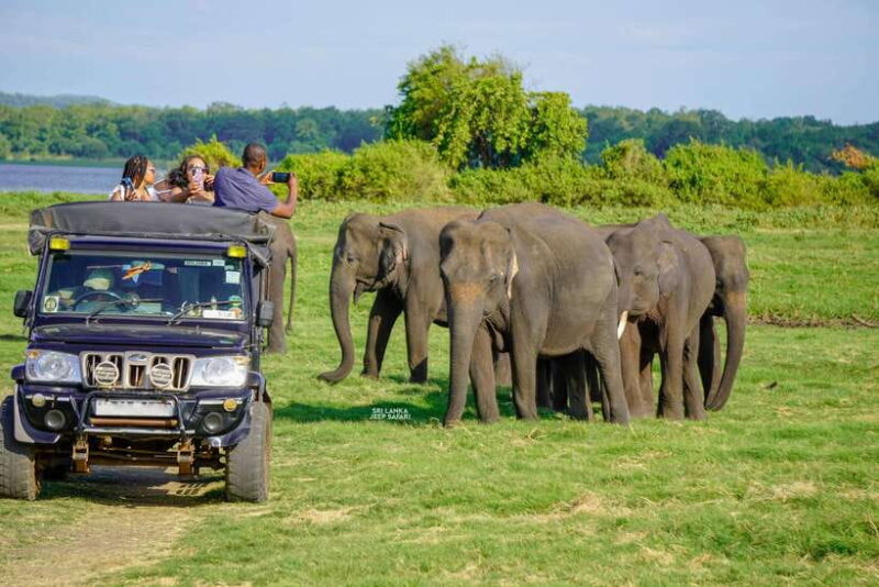 Minneriya: National Park Elephant Safari with Hotel Pickup - FAQ