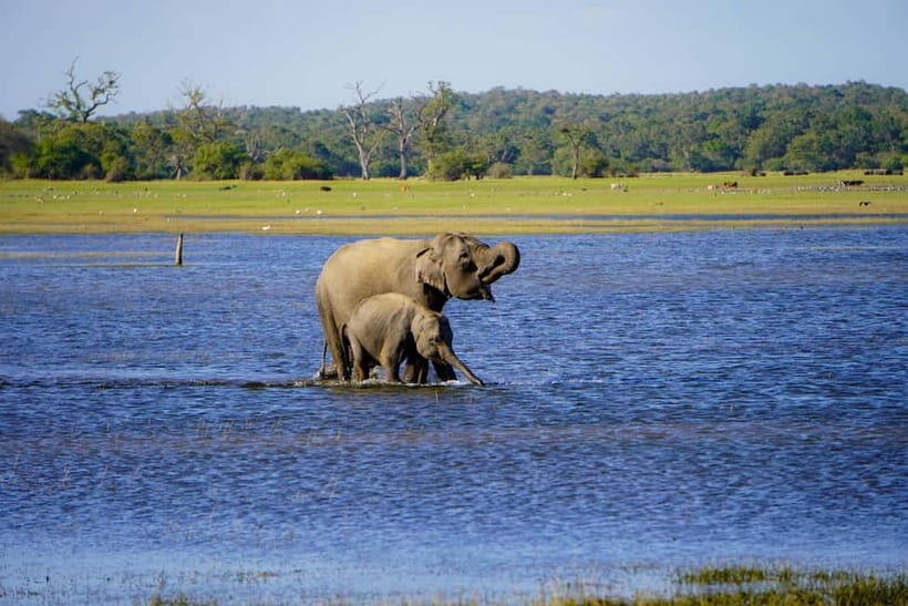 Minneriya: National Park Elephant Safari with Hotel Pickup - Key Points