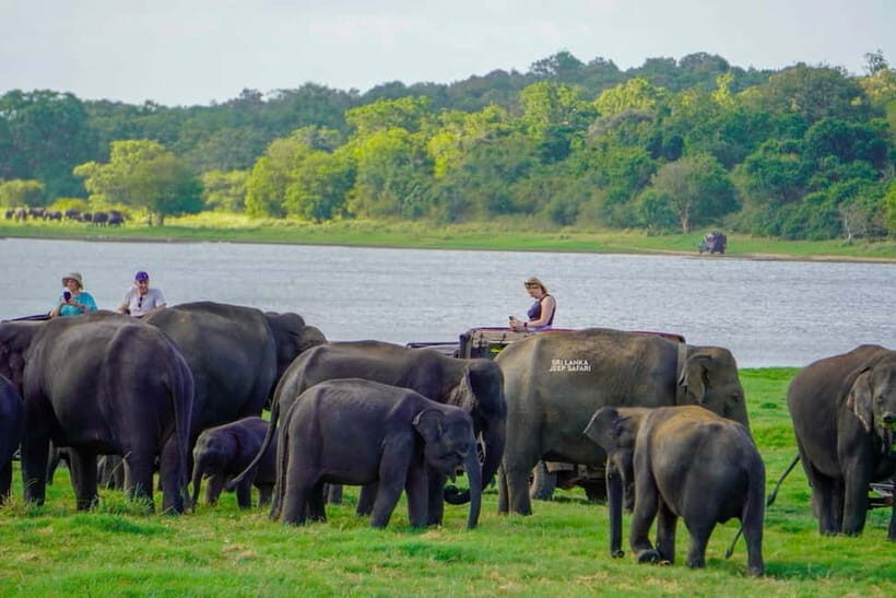 Minneriya: National Park Elephant Safari with Hotel Pickup - An In-Depth Look at the Minneriya Safari Experience