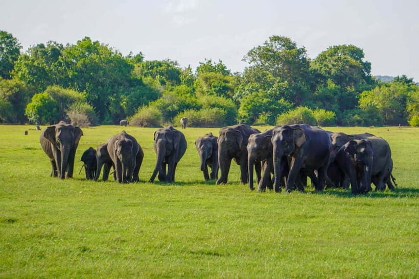 Minneriya: National Park Elephant Safari with Hotel Pickup - Reviews: Authentic Voices