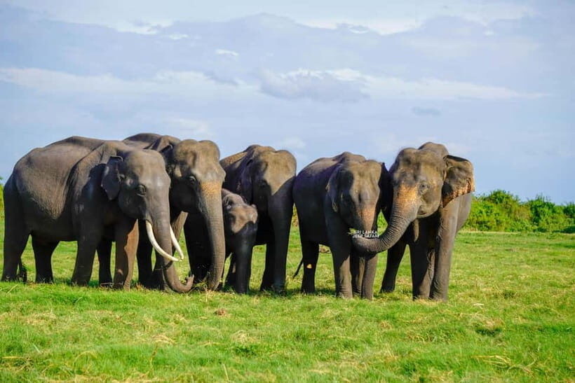 Minneriya: National Park Elephant Safari with Hotel Pickup - The Sum Up