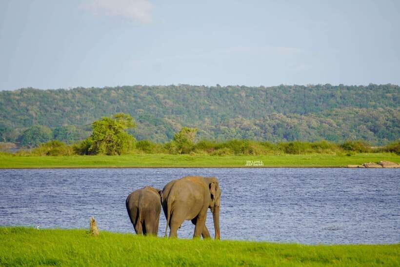 Minneriya: National Park Elephant Safari with Hotel Pickup - FAQ