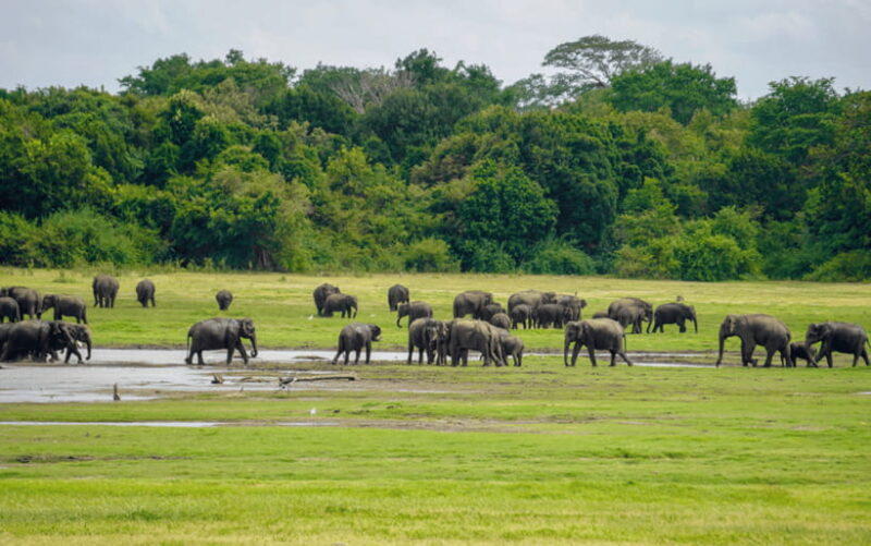 Minneriya: National Park Elephant Safari with Hotel Pickup - The Itinerary in Detail