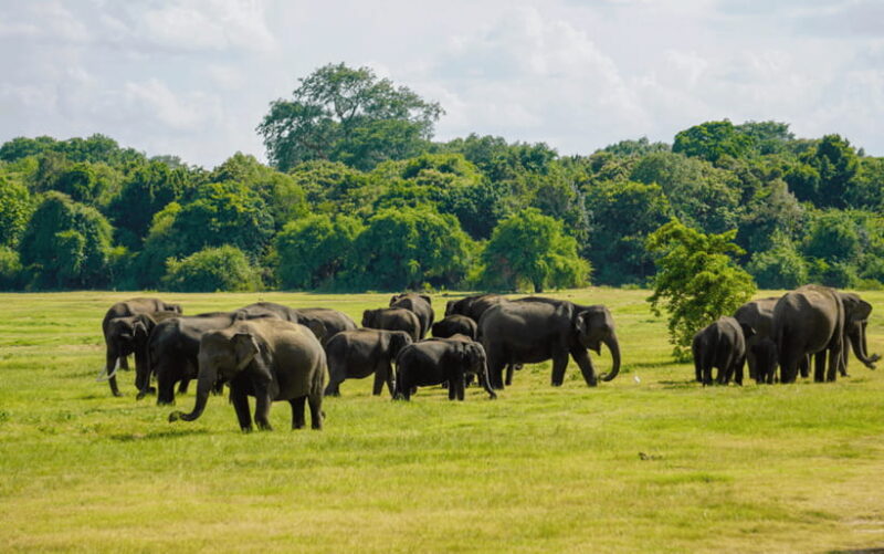 Minneriya: National Park Elephant Safari with Hotel Pickup - Who Should Consider This Tour?
