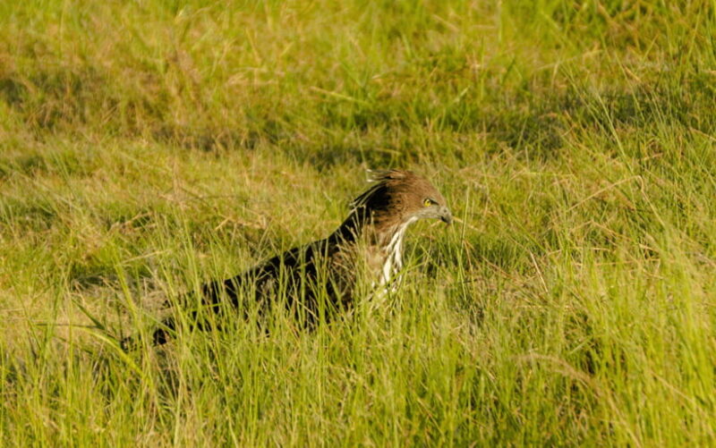 Minneriya: National Park Elephant Safari with Hotel Pickup - Final Thoughts: Why This Safari is a Good Choice