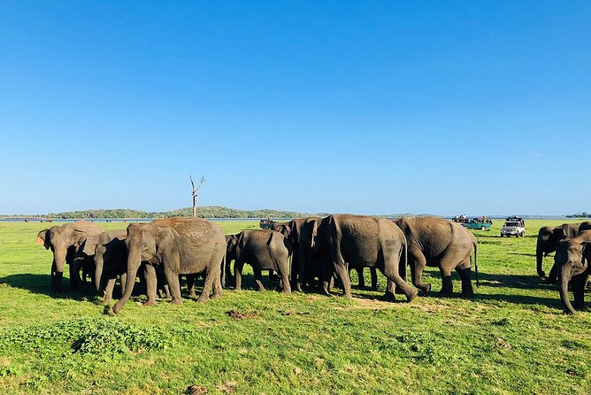 Minneriya National park half day private safari in Sri Lanka - Why This Safari Offers Great Value