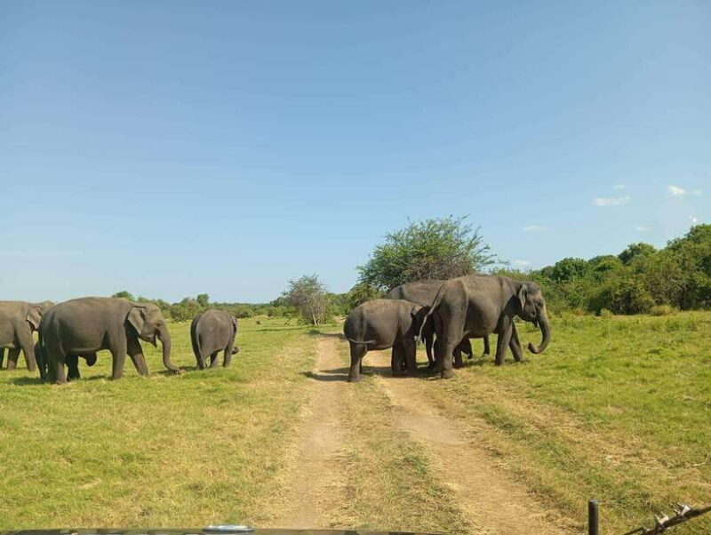 Minneriya National Park: Half-Day Safari Morning or Evening - The Value of a Private Safari Jeep