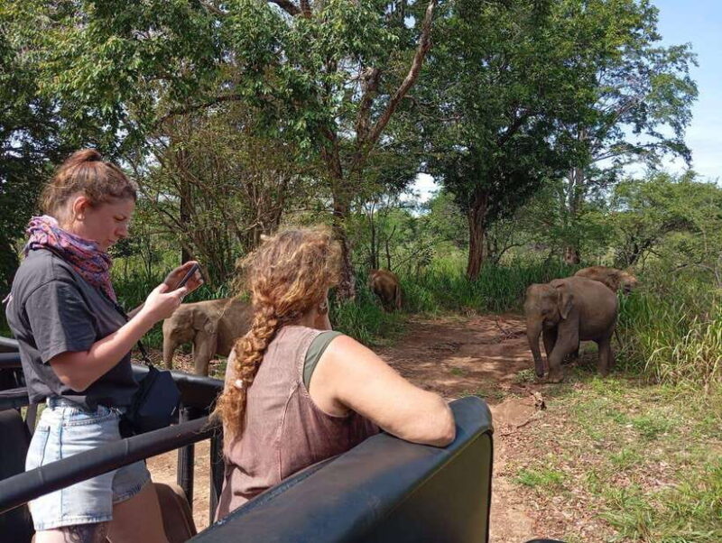 Minneriya National Park: Half-Day Safari Morning or Evening - Cost Breakdown and What You’re Paying For