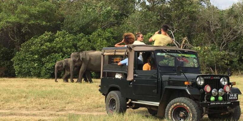 Minneriya National Park: Halfday Jeep Safari with Wild Tours - Key Points
