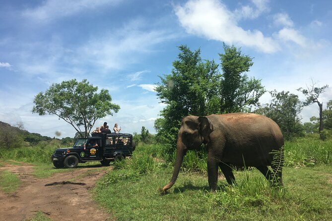 Minneriya National Park halfday Safari - Authentic Encounters and Tips