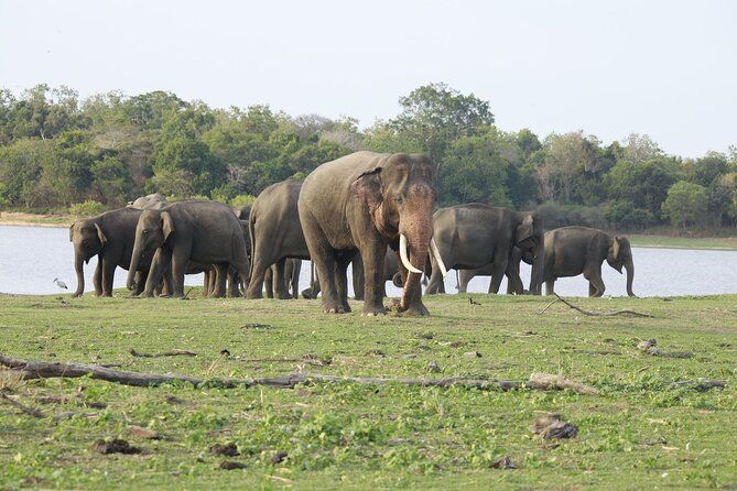 Minneriya National Park halfday Safari - The Sum Up: Who Will Love This Safari?