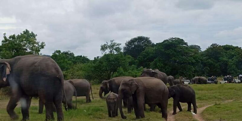 Minneriya: National Park Jeep Safari from Sigiriya/Dambulla - Is It Worth the Price?