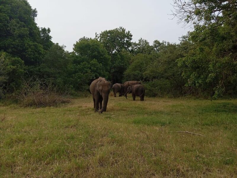 Minneriya: National Park Jeep Safari from Sigiriya/Dambulla - Final Thoughts
