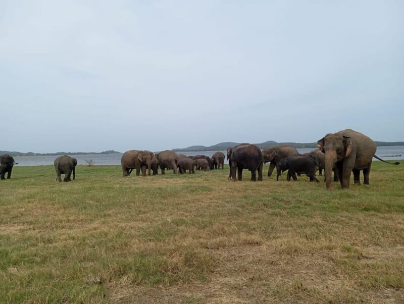 Minneriya: National Park Jeep Safari from Sigiriya/Dambulla - FAQ