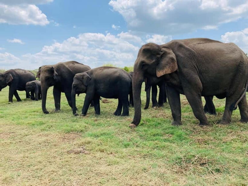 Minneriya National Park: Private 4x4 Jeep Safari - Key Points