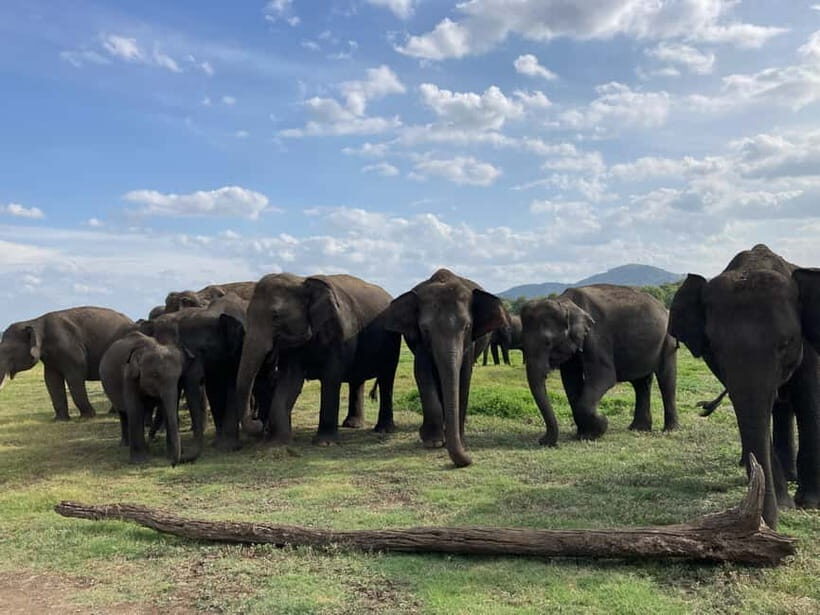Minneriya National Park: Private 4x4 Jeep Safari - An In-Depth Look at the Experience
