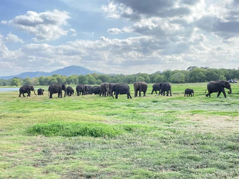 Minneriya National Park: Private 4x4 Jeep Safari - The Sum Up