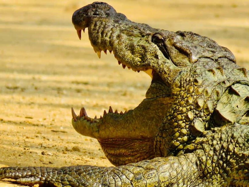 Minneriya National Park: Private 4X4 Safari From Trincomale - An In-Depth Look at the Safari Experience