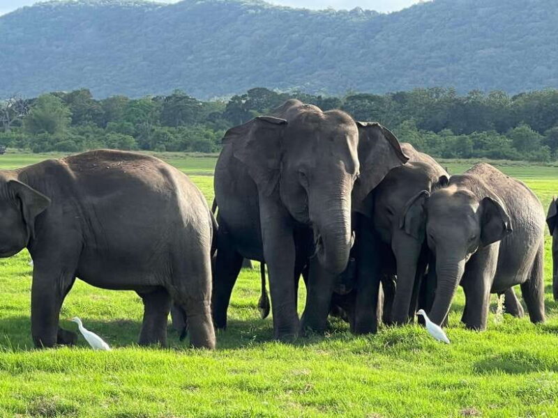 Minneriya National Park Private Jeep Safari Sri Lanka - Key Points