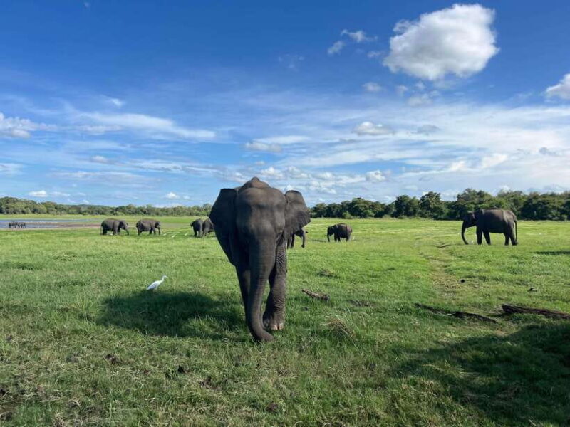 Minneriya National Park Private Jeep Safari Sri Lanka - Authentic Feedback and Experience Insights