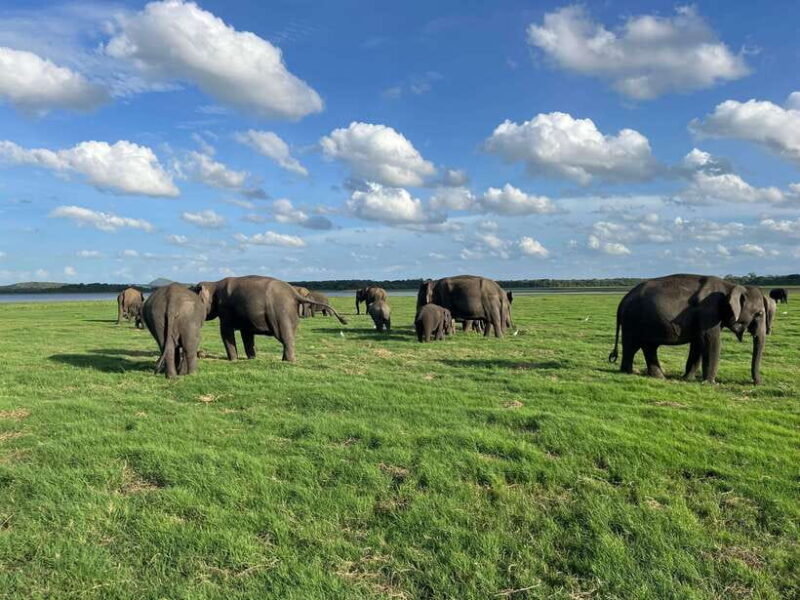 Minneriya National Park Private Jeep Safari Sri Lanka - Practical Tips for Your Safari