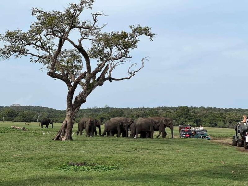 Minneriya National Park Private Jeep Safari Sri Lanka - The Sum Up