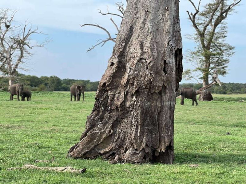 Minneriya National Park Private Jeep Safari Sri Lanka - FAQ