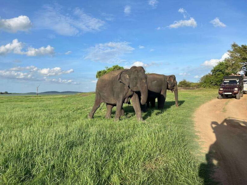 Minneriya National Park : Private Safari - Key Points