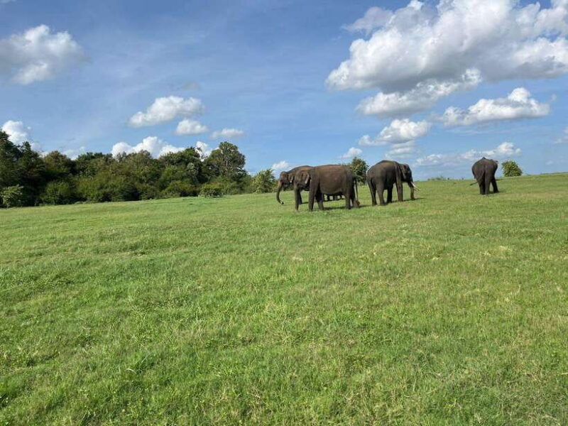 Minneriya National Park : Private Safari - Detailed Breakdown of the Safari Experience