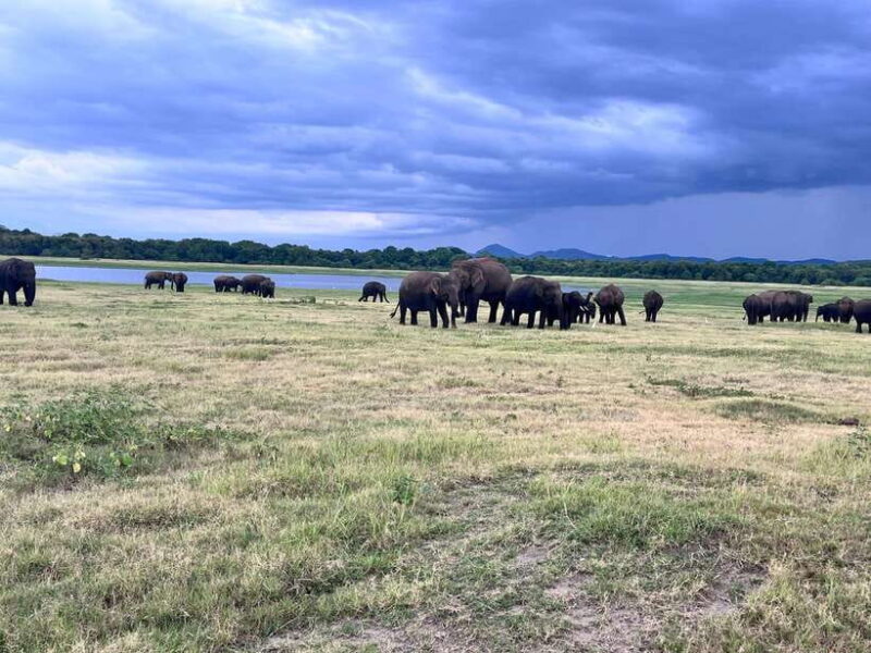 Minneriya National Park : Private Safari - Authenticity and Review Highlights