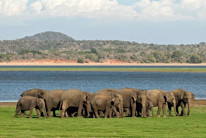 Minneriya National Park | Private Safari - Value for Money and Overall Quality