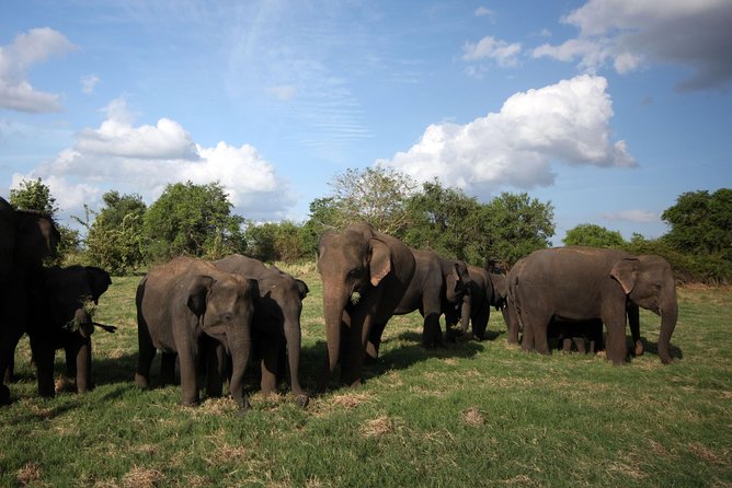 Minneriya National Park | Private Safari - The Sum Up: Is This Tour Worth It?